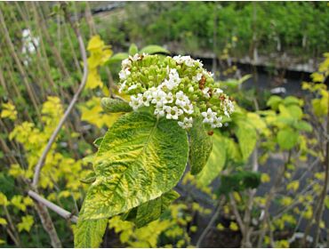 Kalina - gatunki, odmiany, sadzonki, uprawa | Szkółki Konieczko