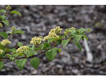 Kalina - gatunki, odmiany, sadzonki, uprawa | Szkółki Konieczko