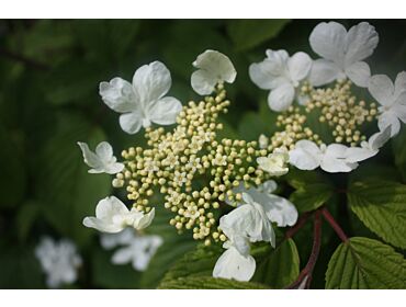 Kalina - gatunki, odmiany, sadzonki, uprawa | Szkółki Konieczko