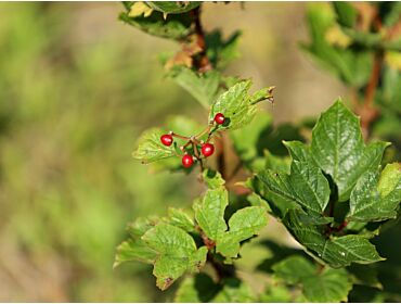 Kalina - gatunki, odmiany, sadzonki, uprawa | Szkółki Konieczko