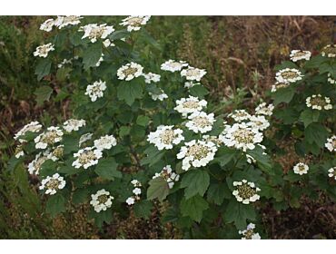 Kalina - gatunki, odmiany, sadzonki, uprawa | Szkółki Konieczko