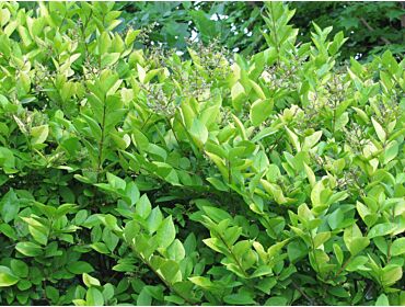 Ligustr - Ligustrum - odmiany, sadzonki, zastosowanie cieniolubne ...