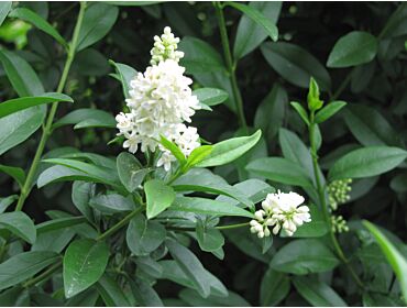 Ligustr - Ligustrum - odmiany, sadzonki, zastosowanie cieniolubne ...