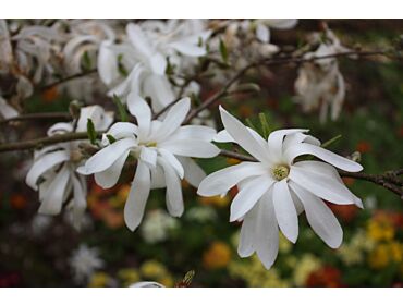 Magnolia - Magnolia - sadzonki | Szkółki Konieczko