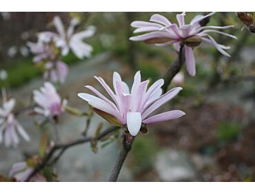 Magnolia - Magnolia - sadzonki | Szkółki Konieczko