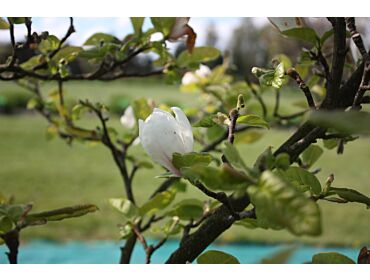 Magnolia - Magnolia - sadzonki | Szkółki Konieczko