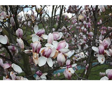 Magnolia - Magnolia - sadzonki | Szkółki Konieczko