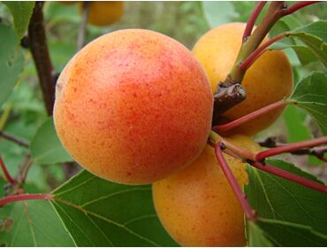 Morele - odmiany, sadzonki, uprawa | Szkółki Konieczko