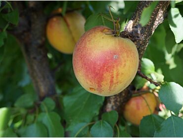 Morele - odmiany, sadzonki, uprawa | Szkółki Konieczko