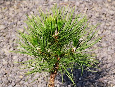 Sosna (Pinus) - gatunki, odmiany, sadzonki, sklep | Szkółki Konieczko