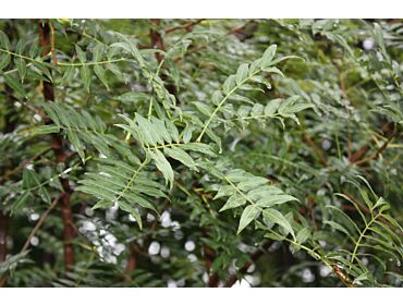 Pistacja - Pistacia - sadzonki | Szkółki Konieczko