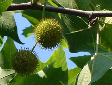 Platan - Platanus - sadzonki | Szkółki Konieczko