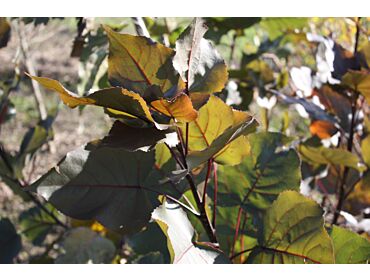 Topola - Populus - sadzonki | Szkółki Konieczko