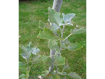 Topola - Populus - sadzonki | Szkółki Konieczko