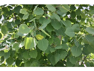 Topola - Populus - sadzonki | Szkółki Konieczko