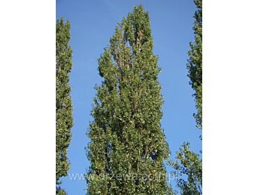 Topola - Populus - sadzonki | Szkółki Konieczko