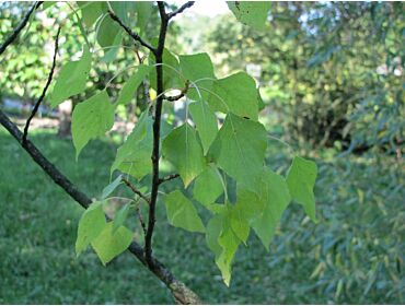 Topola - Populus - sadzonki | Szkółki Konieczko