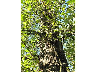 Topola - Populus - sadzonki | Szkółki Konieczko