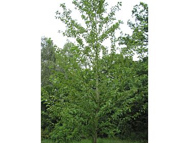 Topola - Populus - sadzonki | Szkółki Konieczko