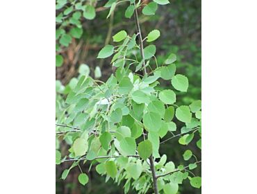 Topola - Populus - sadzonki | Szkółki Konieczko