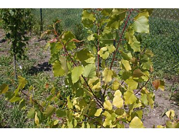 Topola - Populus - sadzonki | Szkółki Konieczko