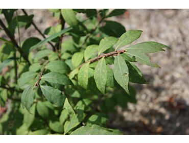 Trzmielina oskrzydlona - odmiany, sadzonki, zastosowanie | Szkółki ...