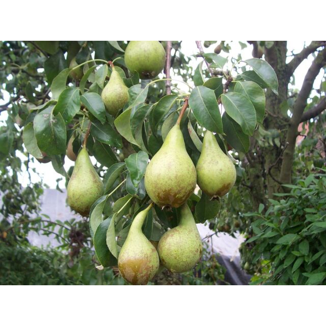 Grusza Lukasówka | Szkółki Konieczko