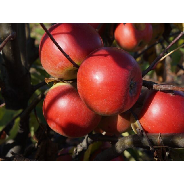 Jabłoń 'Starking' (Malus domestica) - sadzonki w dobrej cenie | Szkółki ...