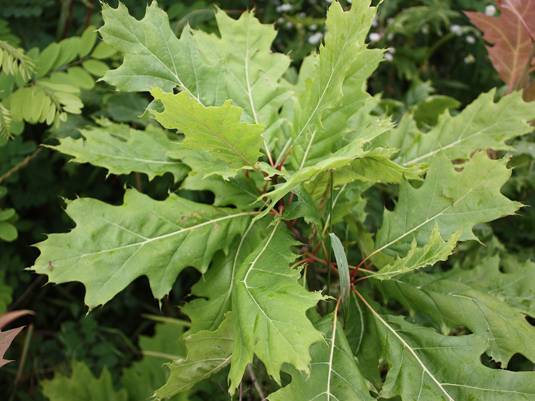 Najpiękniejsze gatunki dębu - Porady i inspiracje | Szkółki Konieczko