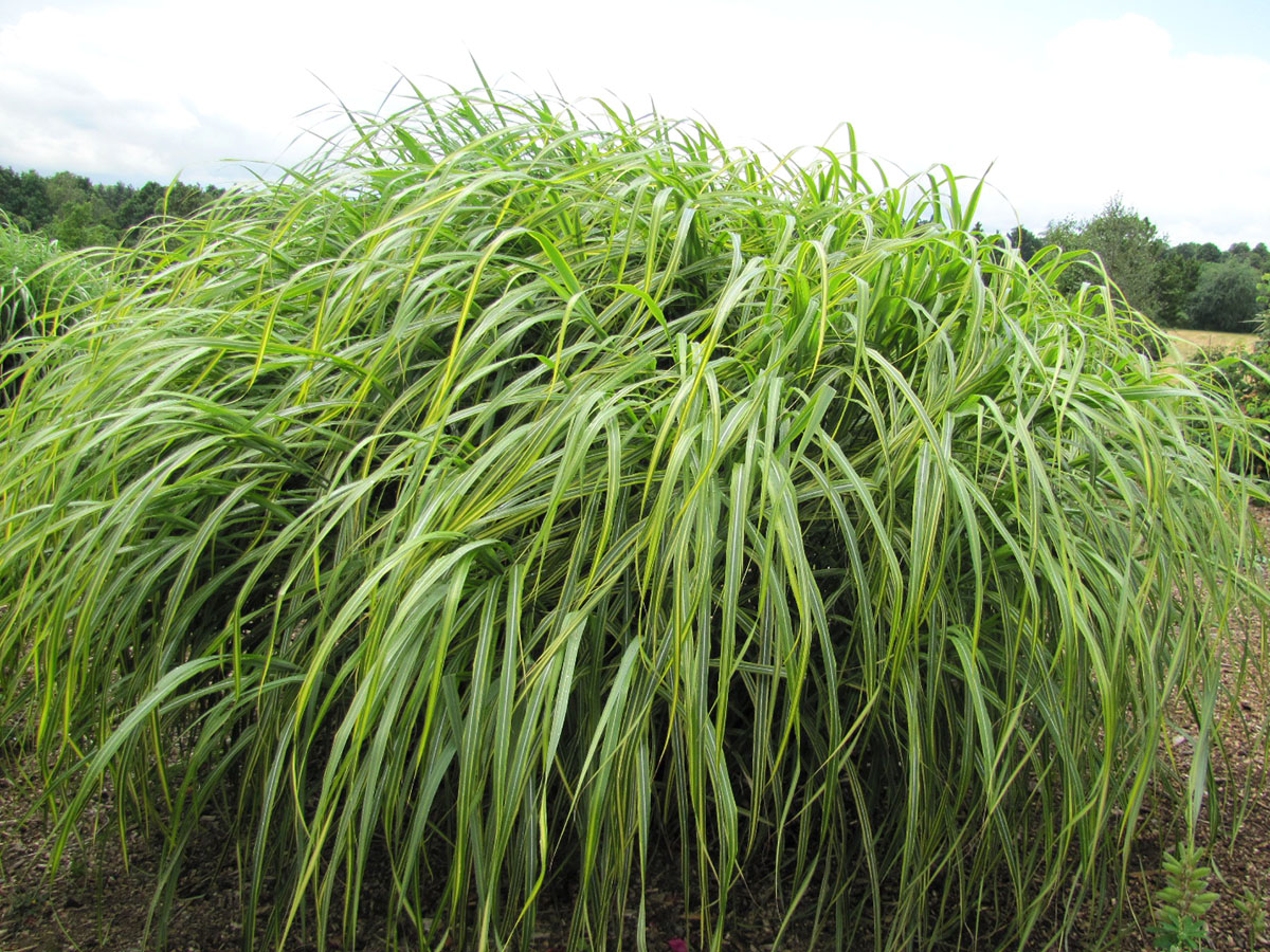 Miskant chiński - Uprawa, Pielęgnacja, Wymagania | Szkółki Konieczko