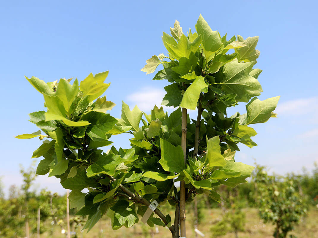 Jak mieć zadbany Platan? - Uprawa, pielęgnacja, wymagania - Porady i ...