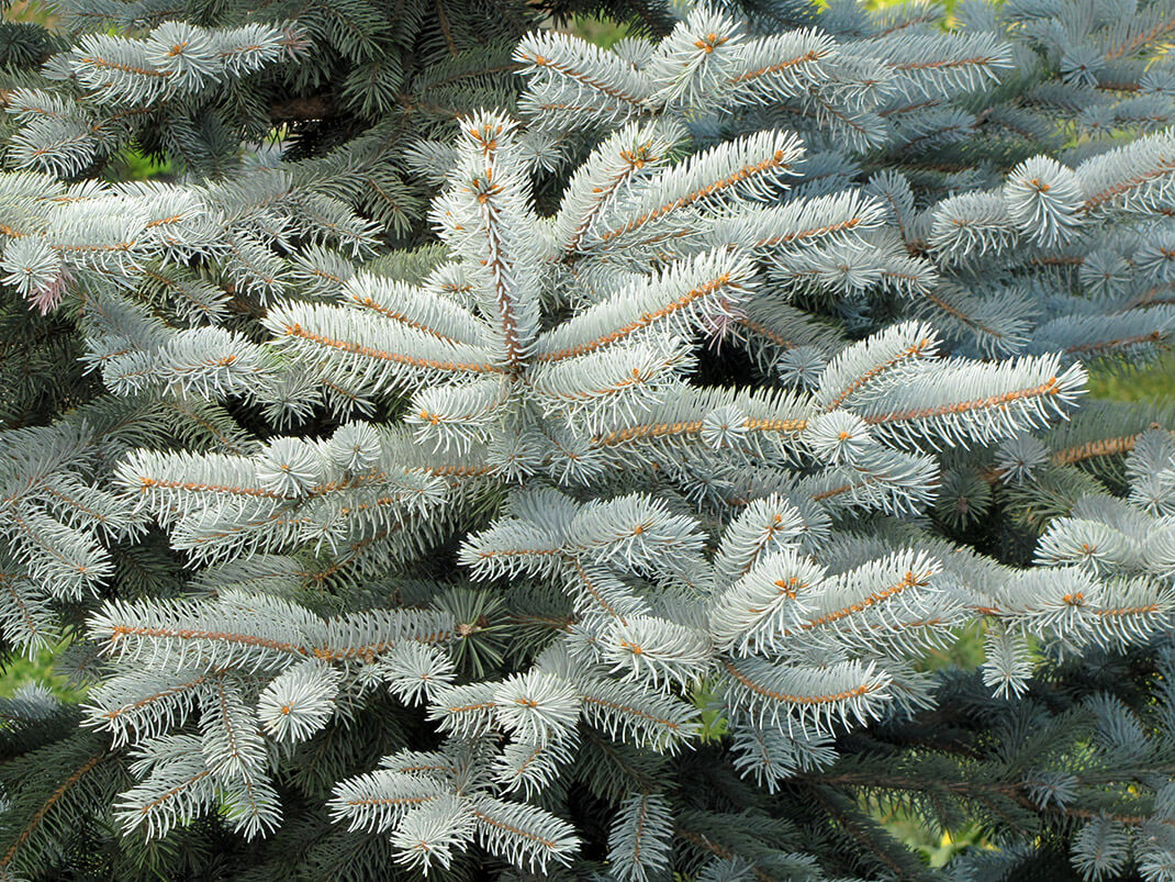 Świerk srebrny - jak szybko rośnie? - Porady i inspiracje | Szkółki ...