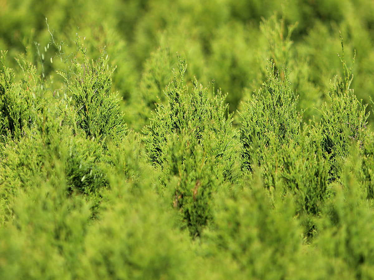 Czy tuje są trujące? Fakty. Żywotniki a bioróżnorodność. | Szkółki ...