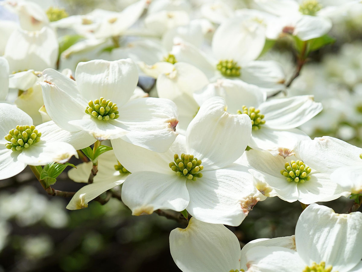 Krzew Kwitnący na Biało - Przykłady Roślin do Ogrodu | Szkółki Konieczko