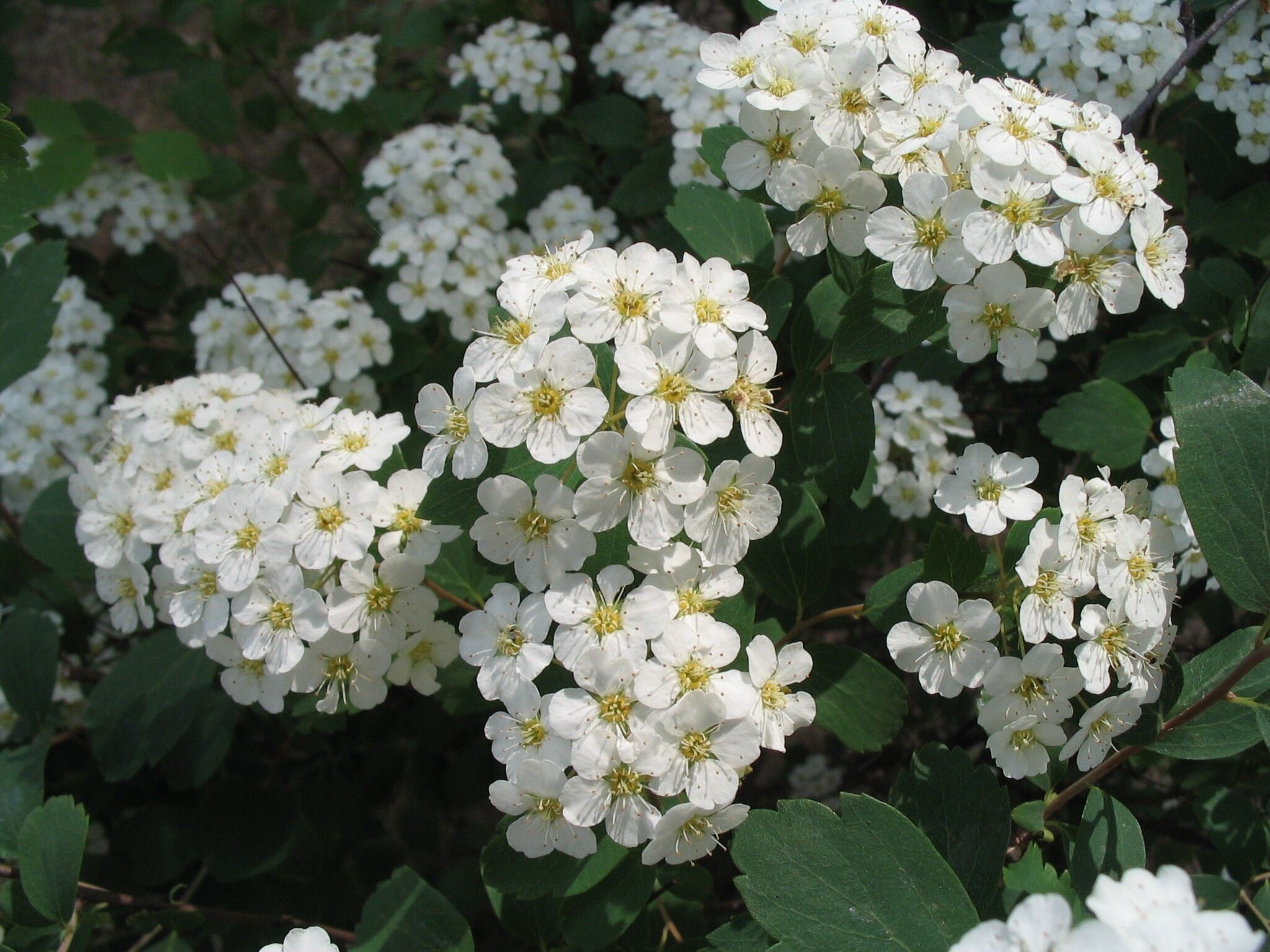 Jak wygląda głóg? Uprawa, Właściwości i Pielęgnacja Głogu | Szkółki ...