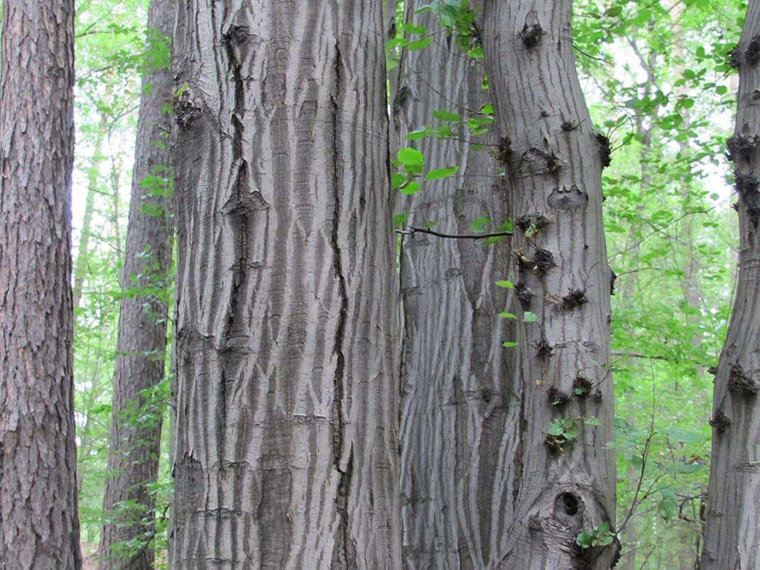 Grab pospolity - drzewo idealne? - Porady i inspiracje | Szkółki Konieczko