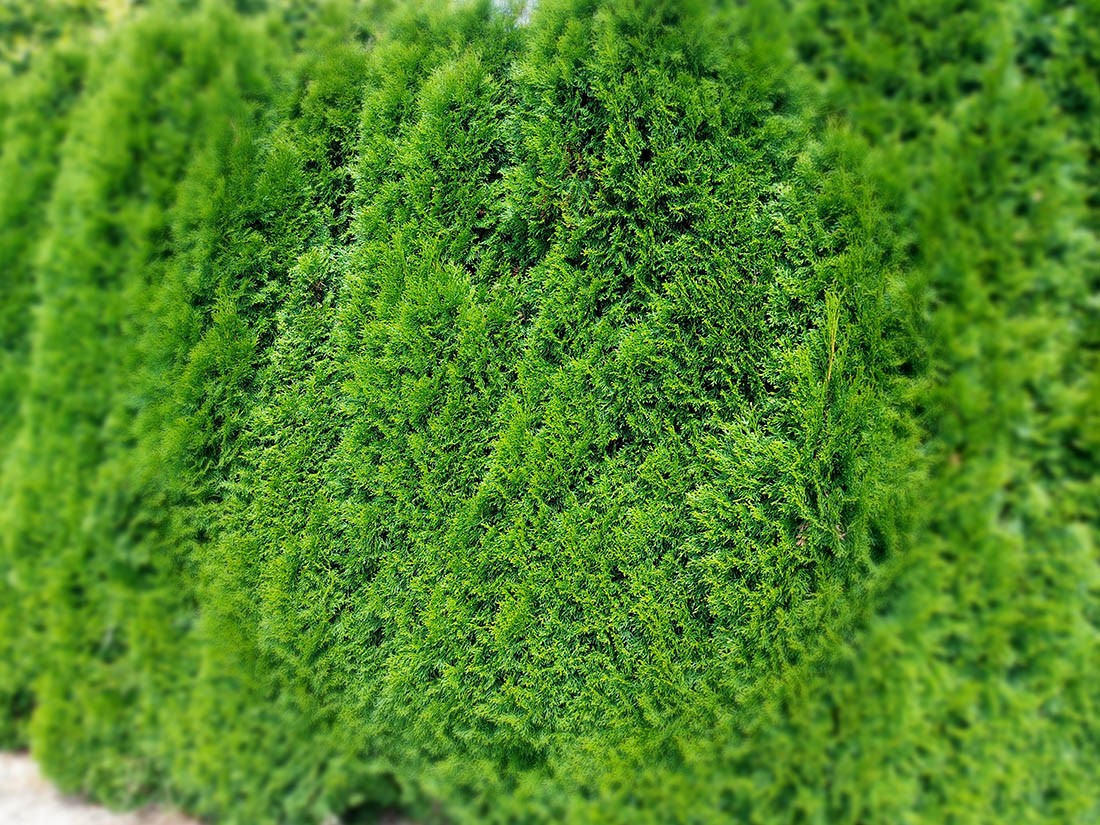 Kiedy i jak sadzić tuje? Praktyczne porady eksperta | Szkółki Konieczko