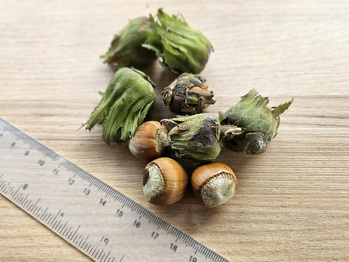 Orzech Laskowy - Uprawa, Pielęgnacja, Wymagania, Odmiany | Szkółki ...