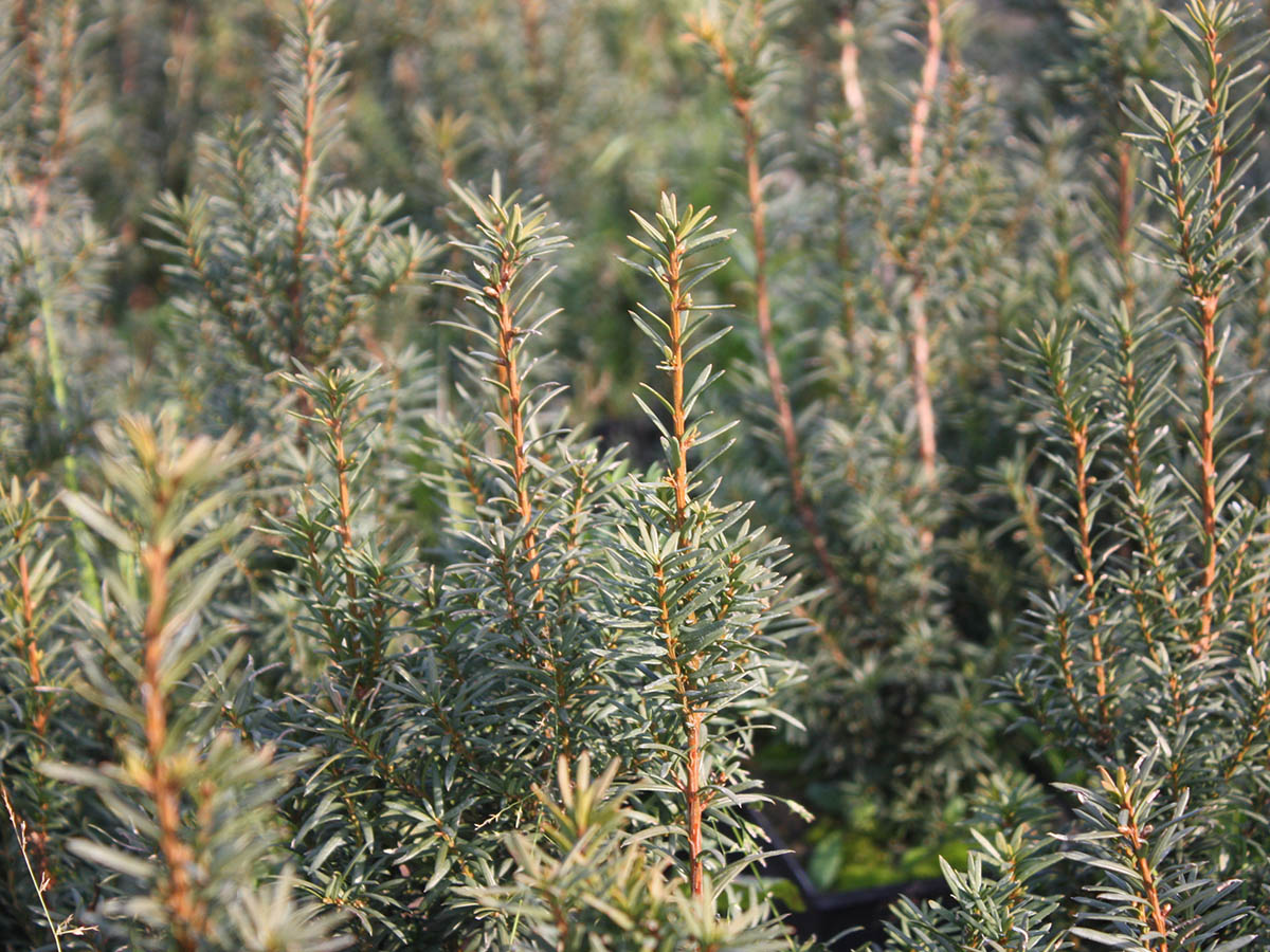 Czy cis jest trujący? Jak bardzo jest szkodliwy? | Szkółki Konieczko