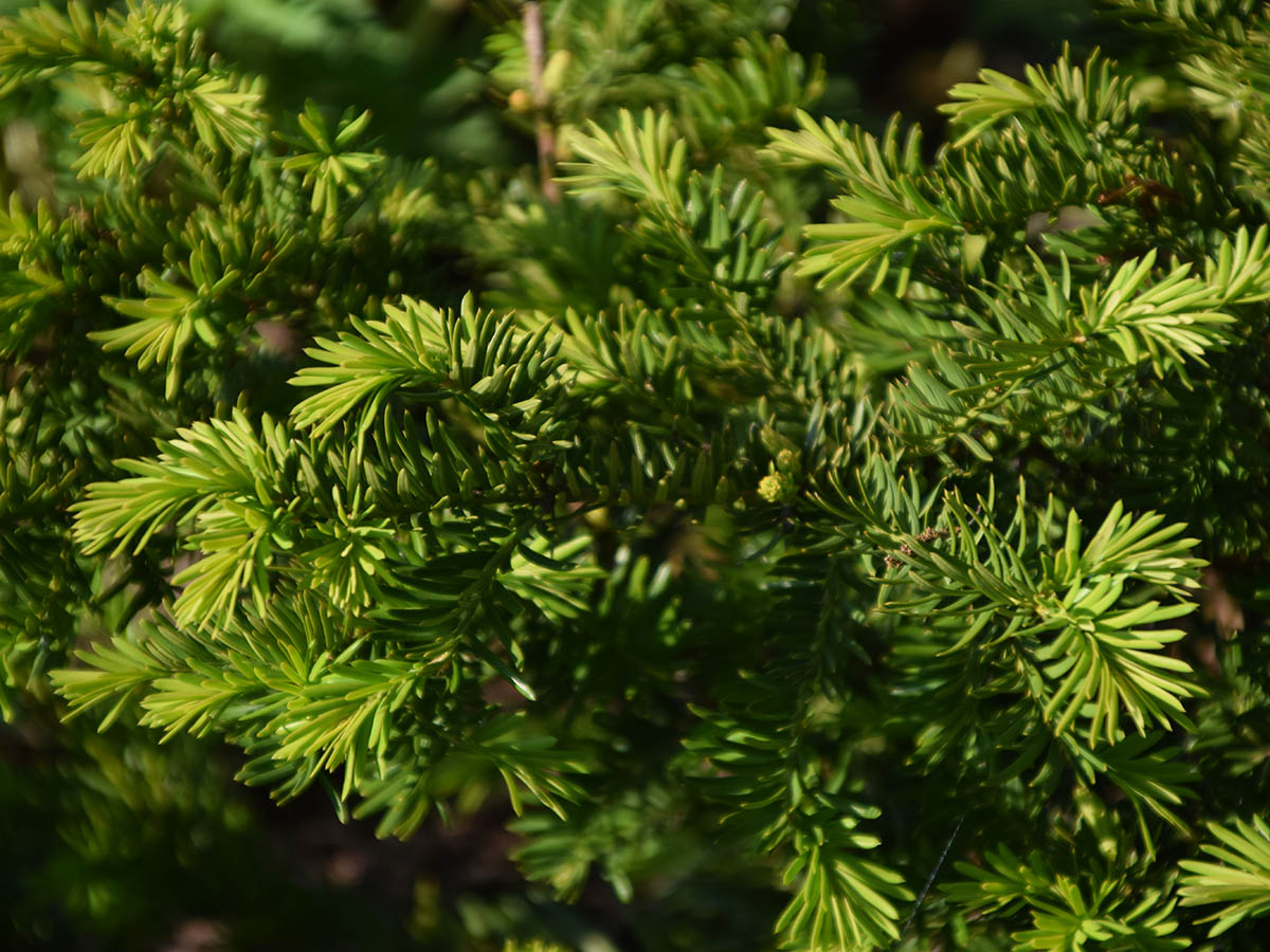 Czy cis jest trujący? Jak bardzo jest szkodliwy? | Szkółki Konieczko