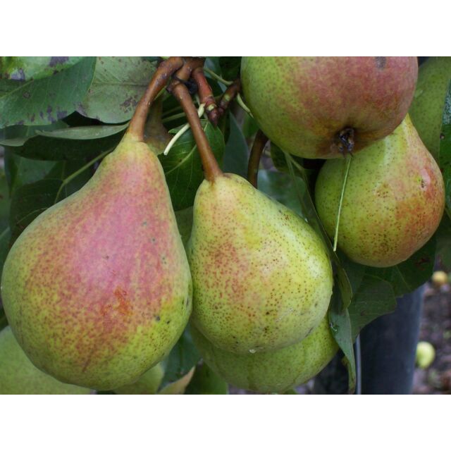 Grusza 'Bera Hardy' | Szkółki Konieczko